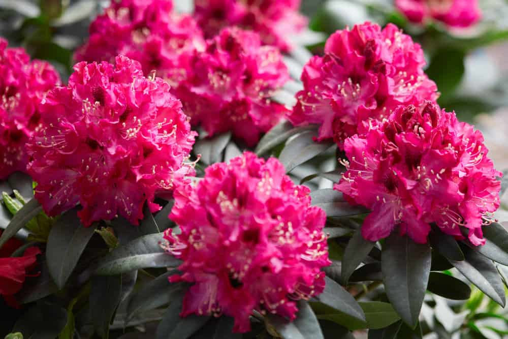 Shade Loving Rhododendron
