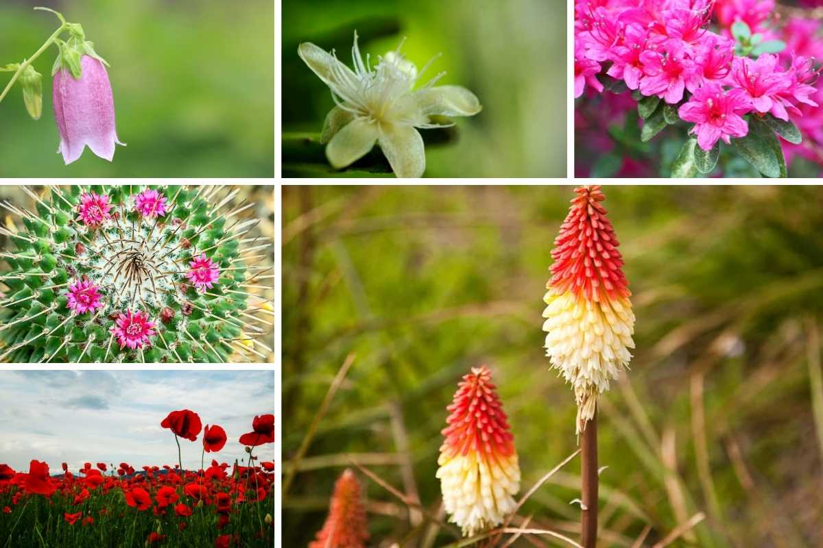 301 Different Types Of Flowers With Names And Pictures, 48% OFF