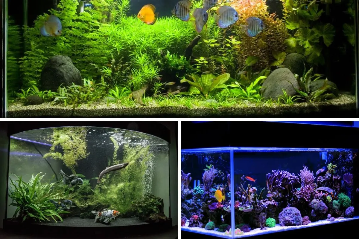 Cool Freshwater Fish Aquariums