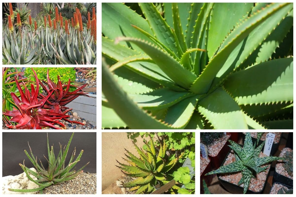 Aloe Vera M Live P Tall Hy Air B M 0 99 Cdlubos lt