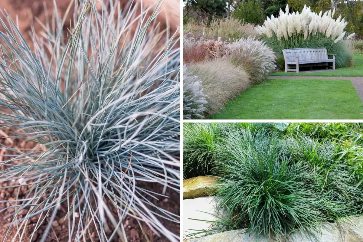 Types Of Tall Grasses