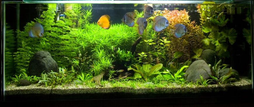 22 Different Types of Fish Tanks (Buying Guide) – Home Stratosphere