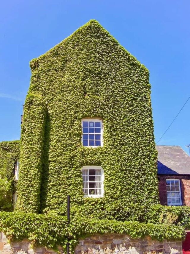 31 Examples of Ivy-Covered Houses