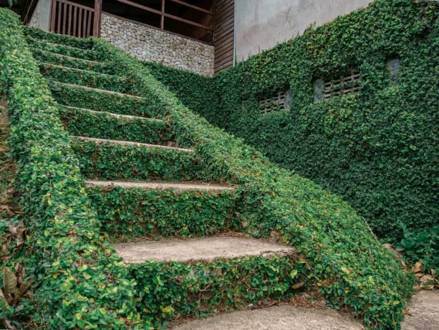 31 Examples of Ivy-Covered Houses