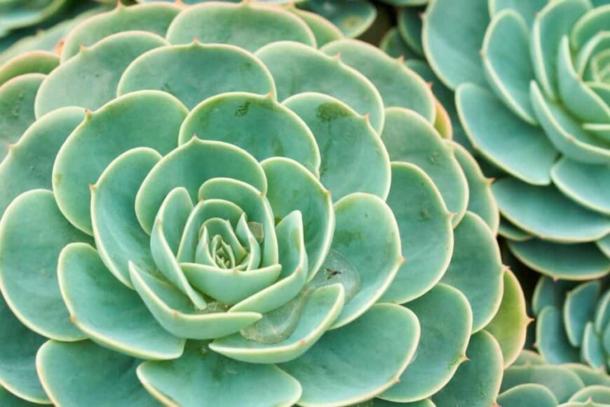 17 verschillende soorten vetplanten-Thuisstratosfeer | Rocket site