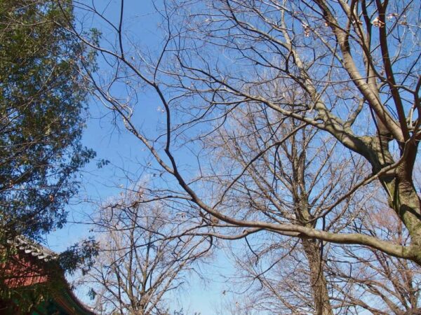 9 Different Types of Beech Wood for Furniture and Flooring – Home ...