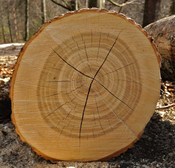 14 Different Types of Ash Wood & Uses – Home Stratosphere
