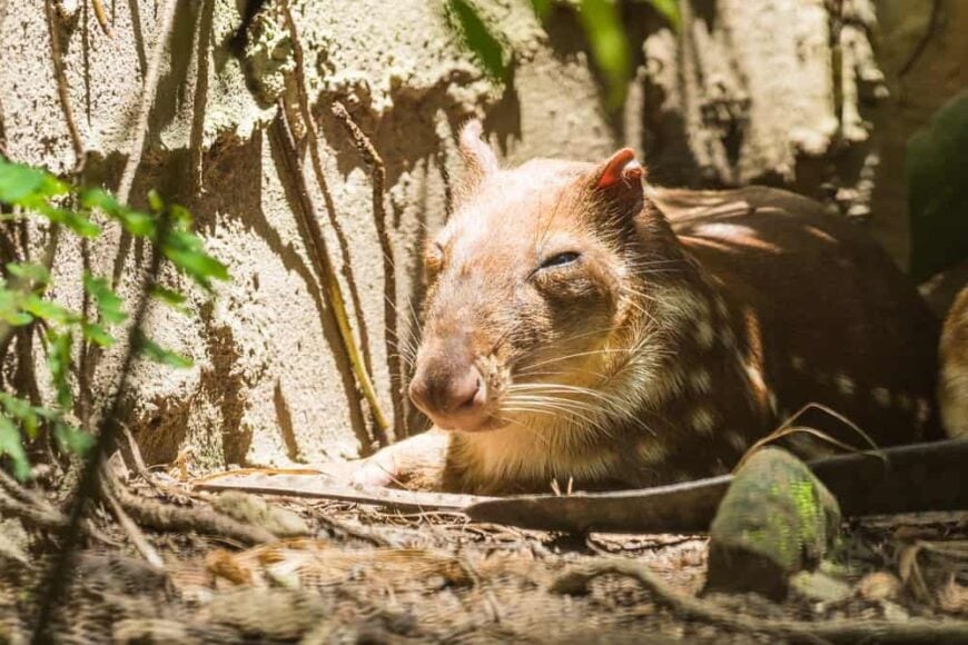 28 Common Types of Rodents In and Around Your Home