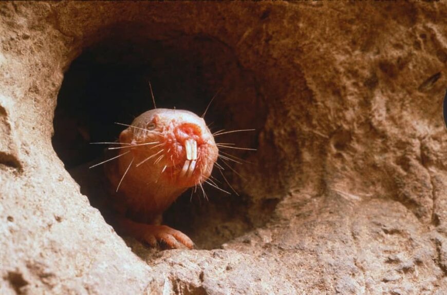 28 Common Types of Rodents In and Around Your Home