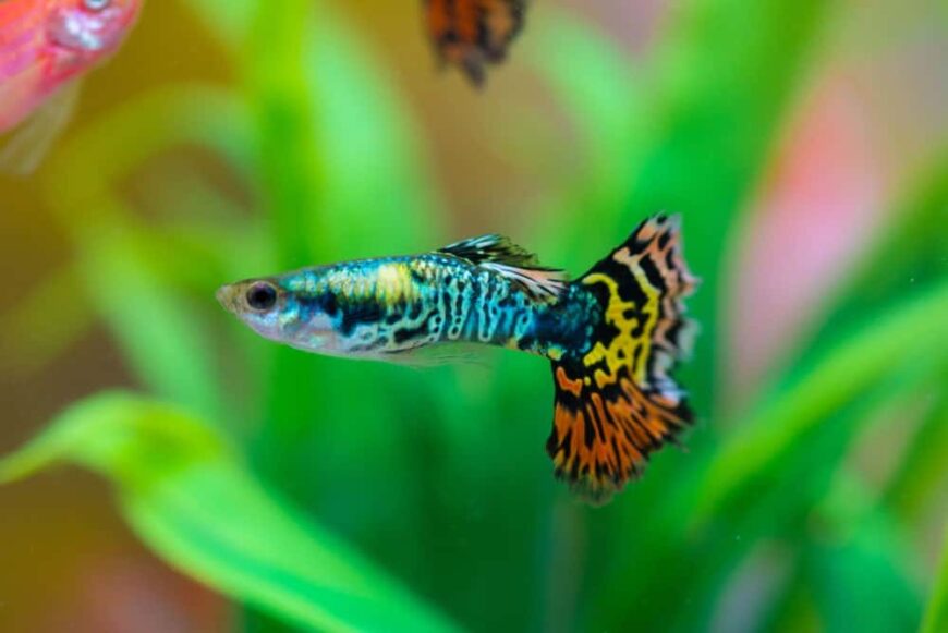 25 Popular Types of Aquarium Fish – Home Stratosphere