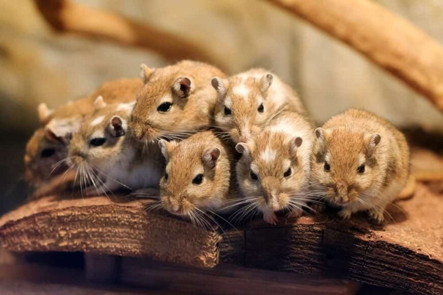 28 Common Types of Rodents In and Around Your Home