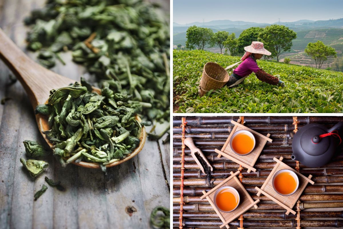 32 Different Types Of Tea Chart And Photos 2022 32 Different Types Of Tea Chart And Photos 2022