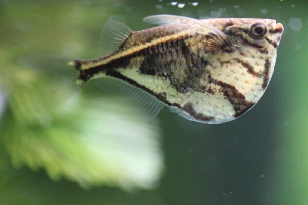 25 Popular Types of Aquarium Fish – Home Stratosphere