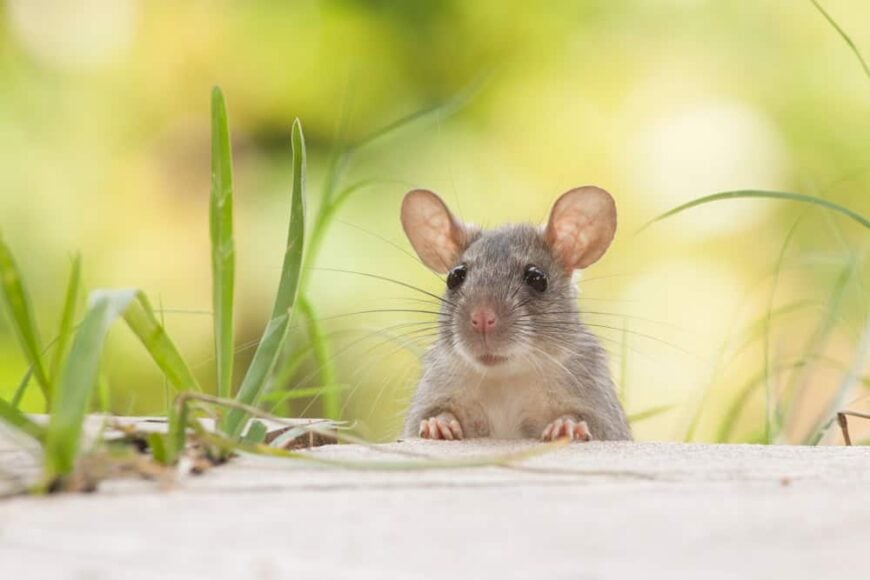 28 Common Types of Rodents In and Around Your Home