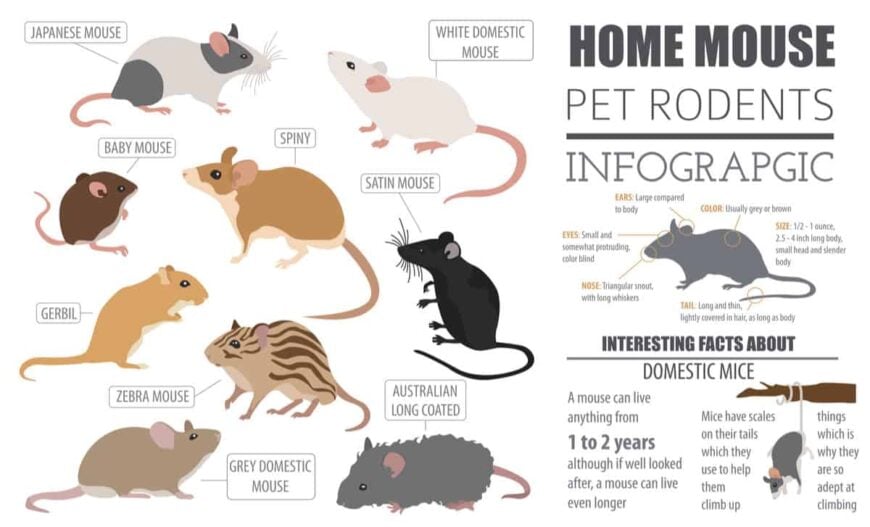 28 Common Types of Rodents In and Around Your Home