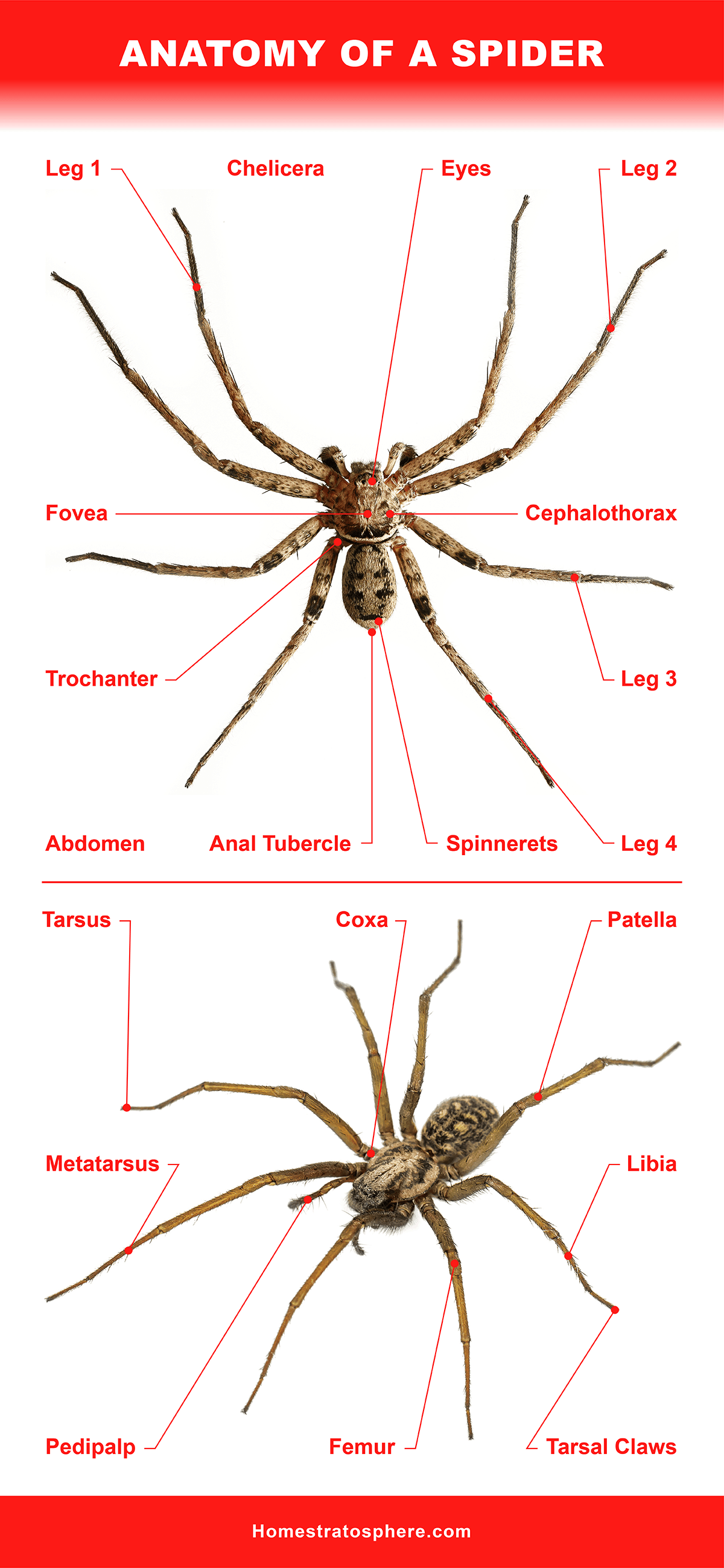 Parts Of A Spider And Its Labeled Diagram Gambaran Otosection