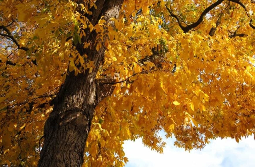 10 Different Types of Hickory Wood (Plus Important Facts) – Home ...