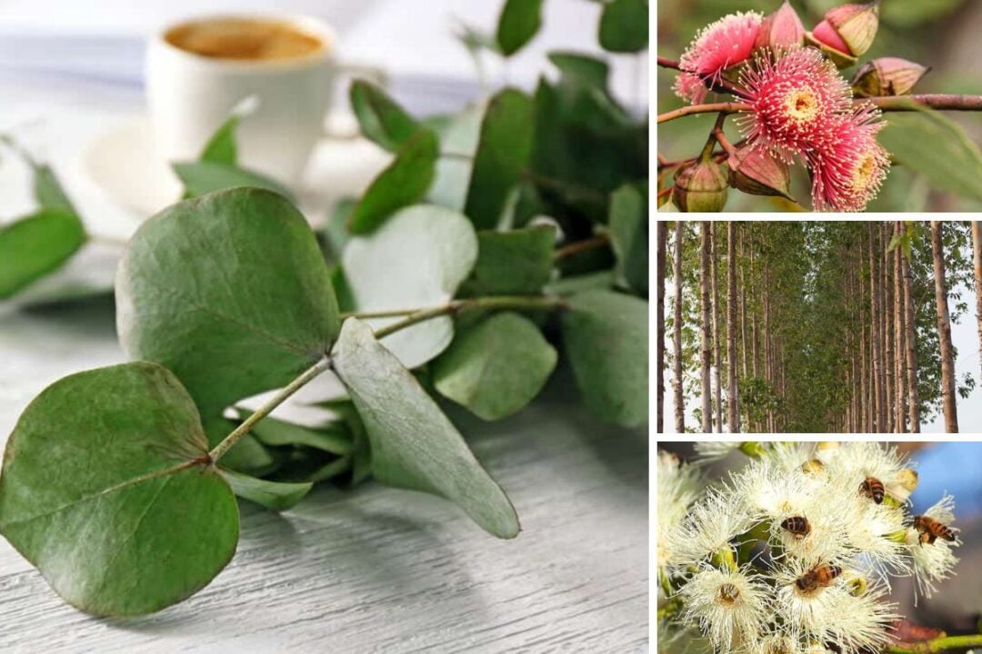 11 Different Types of Eucalyptus Trees and Shrubs