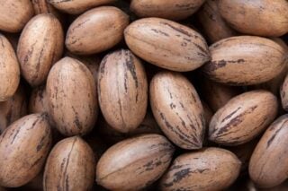 10 Different Types of Hickory Wood (Plus Important Facts)