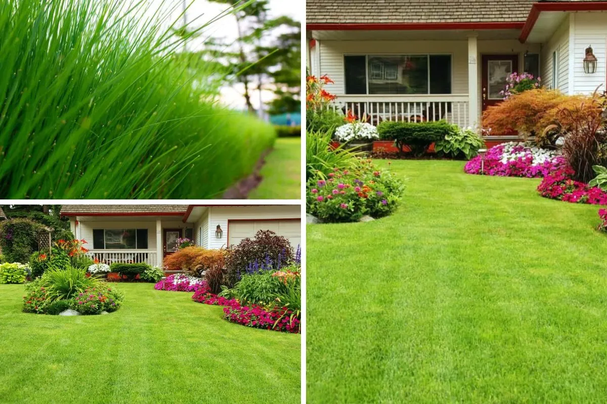 Bermuda Grass Landscape