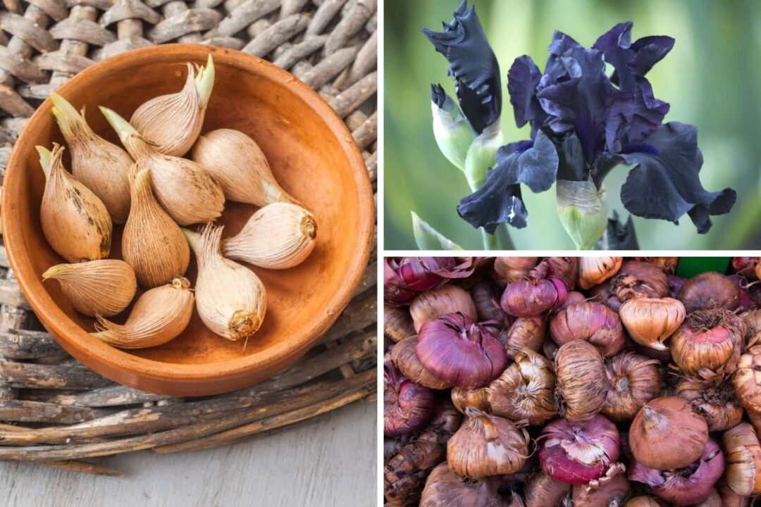 How to Store Iris Bulbs So You Can Replant Them Again and Again