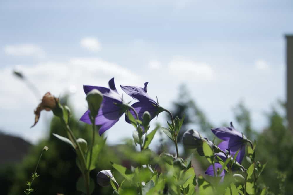 10 Different Types of Balloon Flowers - Homeporio