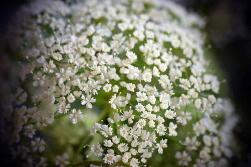 13 Different Types of Angelica Flowers - Homeporio