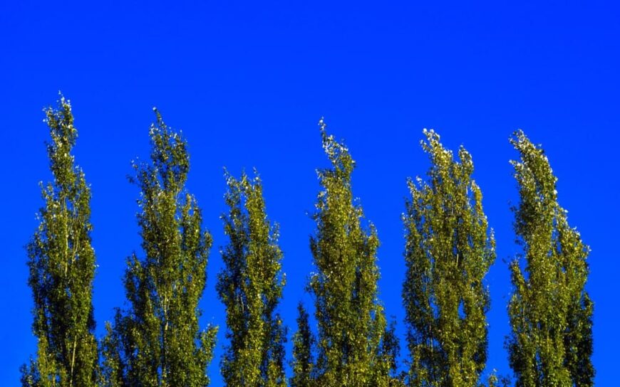 5 Different Types of Poplar Wood – Home Stratosphere