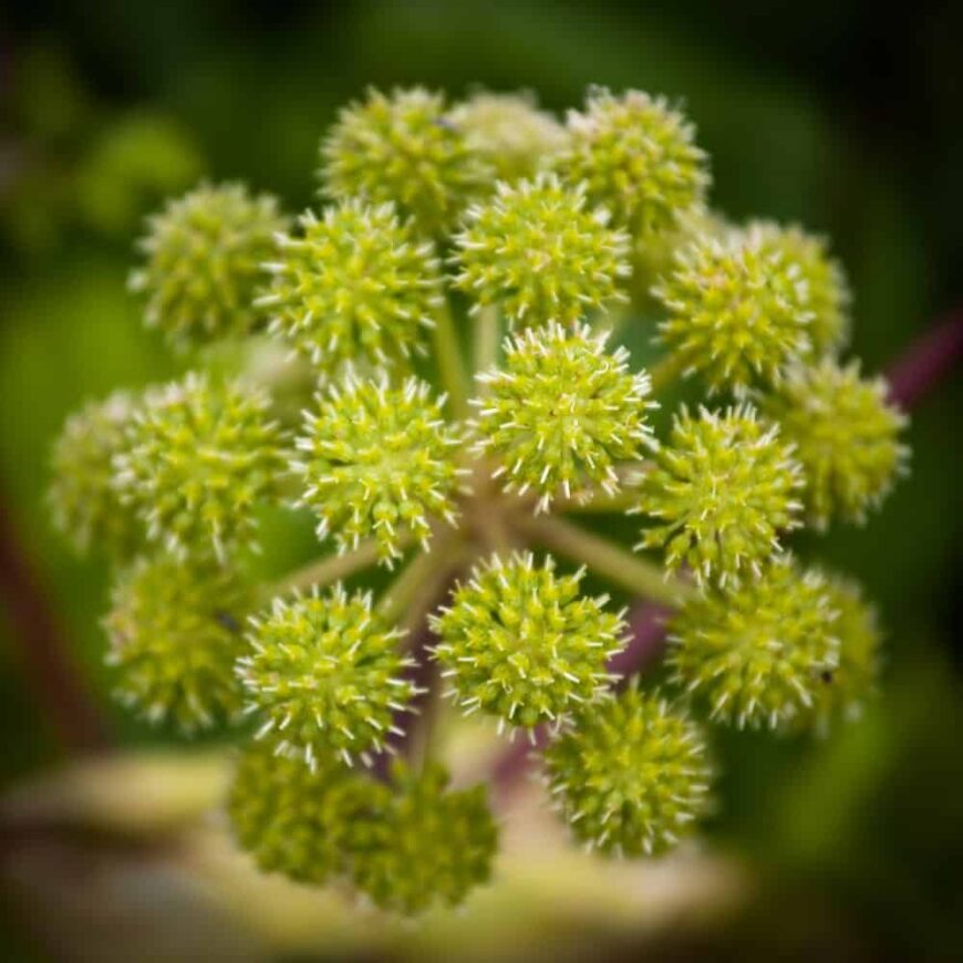 13 Different Types of Angelica Flowers - Homeporio