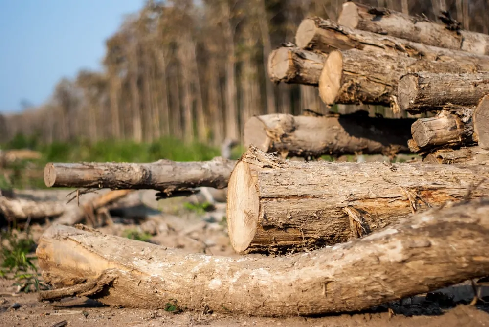 Types of Teak Wood on The Basis of Origin - Knowledge - Global Timber ...