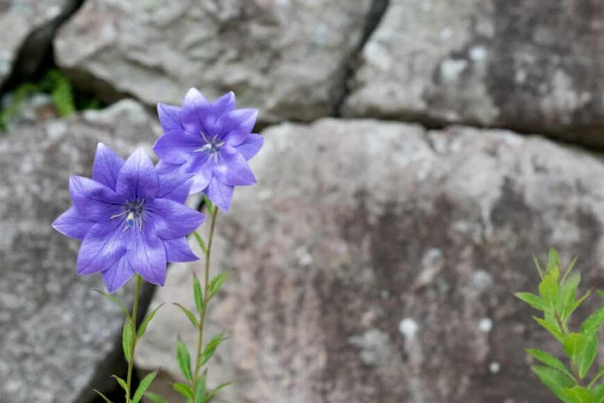 10 Different Types of Balloon Flowers - Homeporio