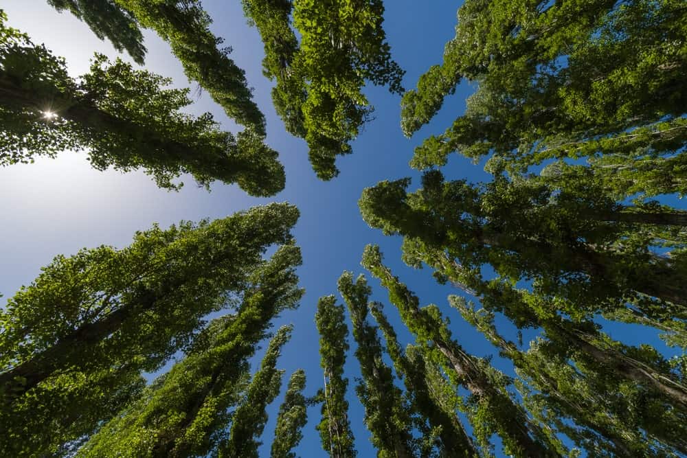 5 Different Types Of Poplar Wood 5 Different Types Of Poplar Wood