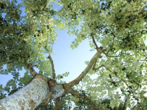 5 Different Types of Poplar Wood – Home Stratosphere