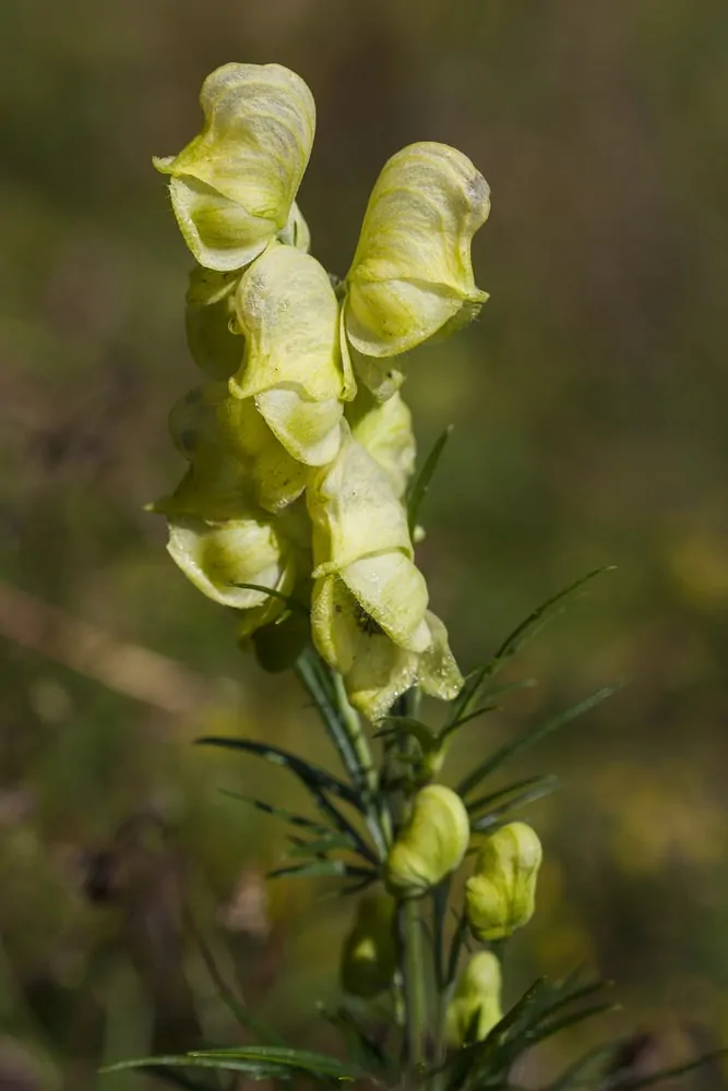 Yellow Wolfsbane Poison