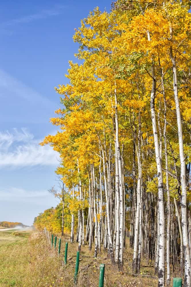 5 Different Types Of Poplar Wood 5 Different Types Of Poplar Wood