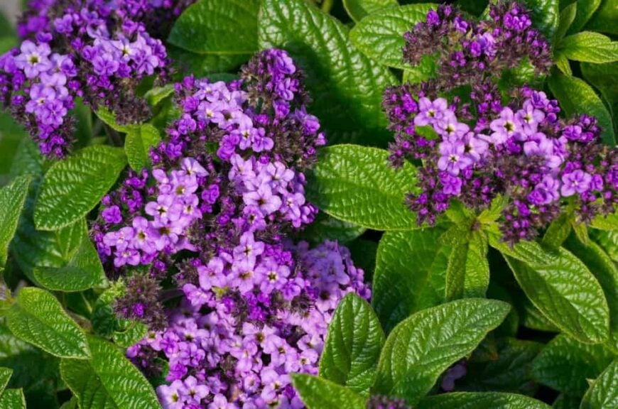 10 Different Types of Heliotrope Flowers - Homeporio