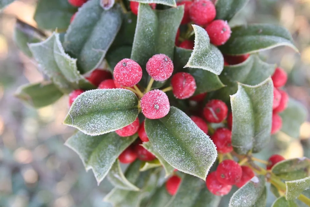 Types Of Holly Bushes