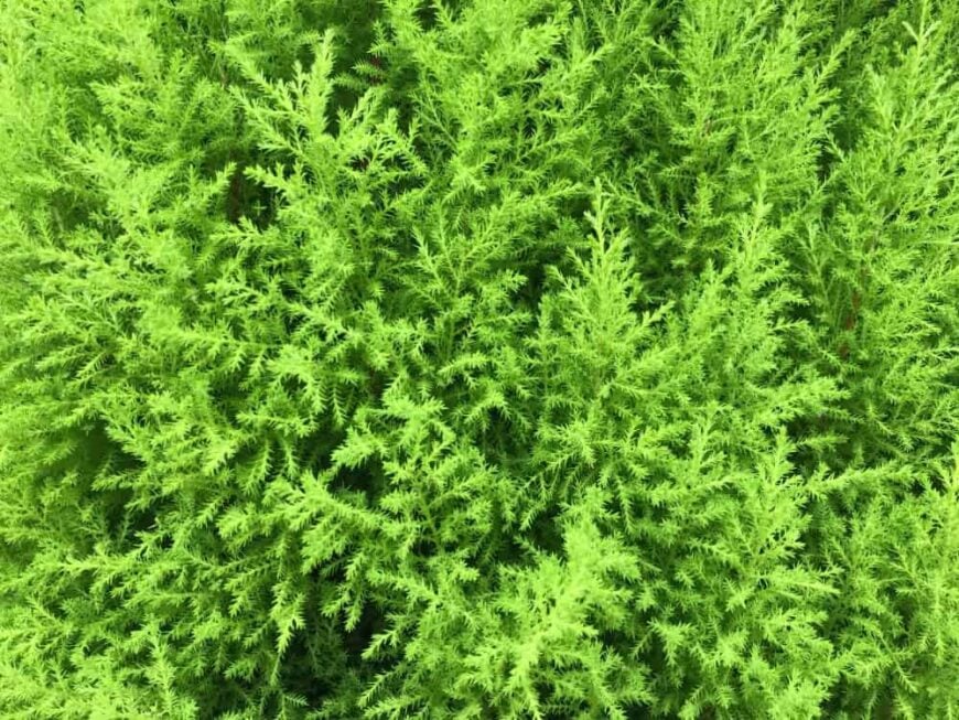 12 Different Types of Juniper Shrubs and Trees - Homeporio