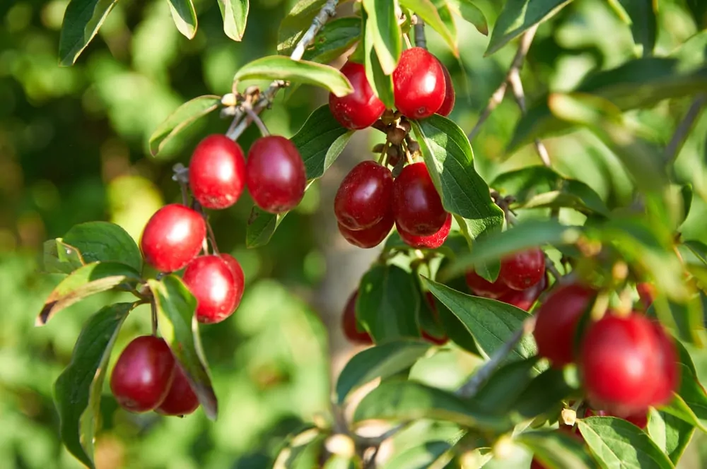 Dogwood Tree Berries