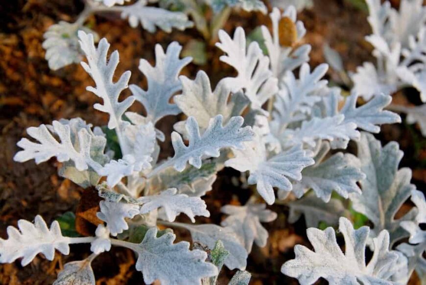 7 Different Types of Dusty Miller - Homeporio