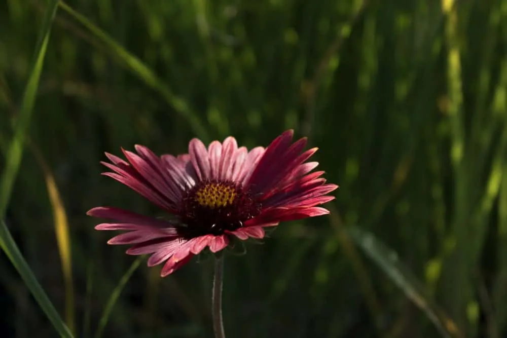 Galadia Flower Image | Best Flower Site