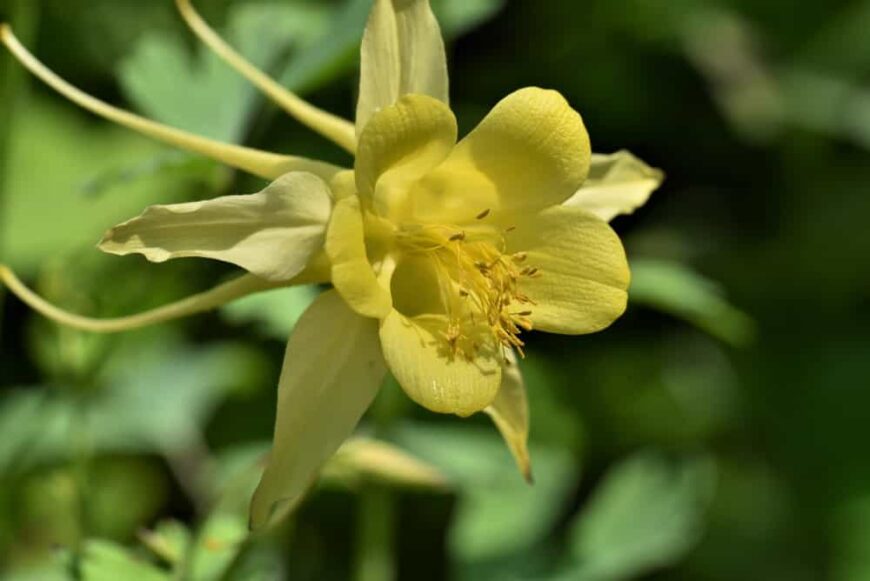10 Different Types of Columbine Flowers - Homeporio