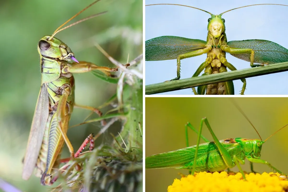 Brown Grasshopper With Stinger 