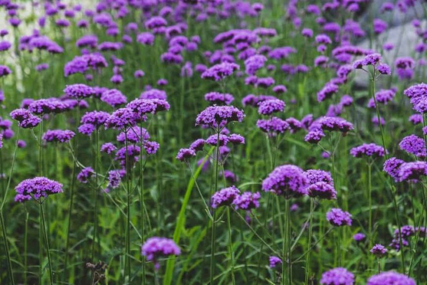 10 Different Types of Heliotrope Flowers - Homeporio