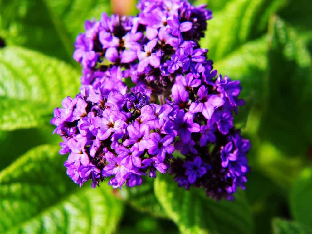 10 Different Types of Heliotrope Flowers - Homeporio