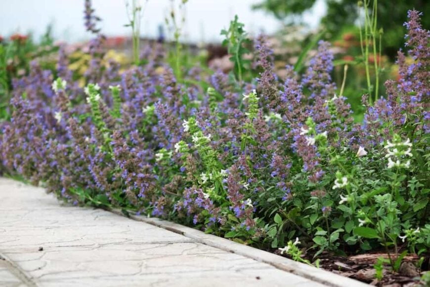 6 Different Types of Catmint Flowers - Homeporio