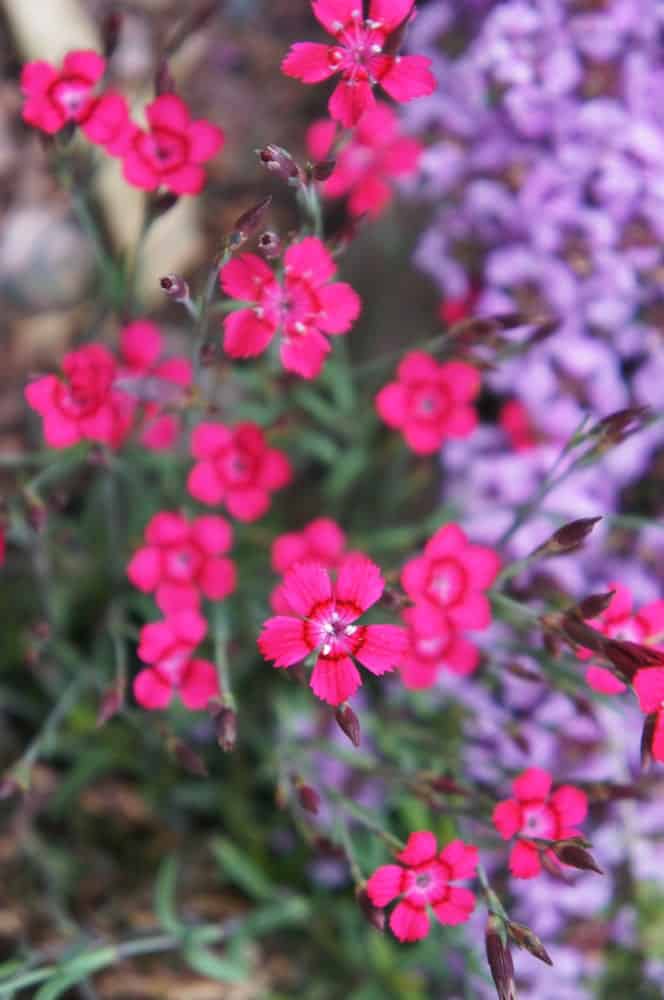 9 Different Types of Maiden Pink Flowers - Homeporio