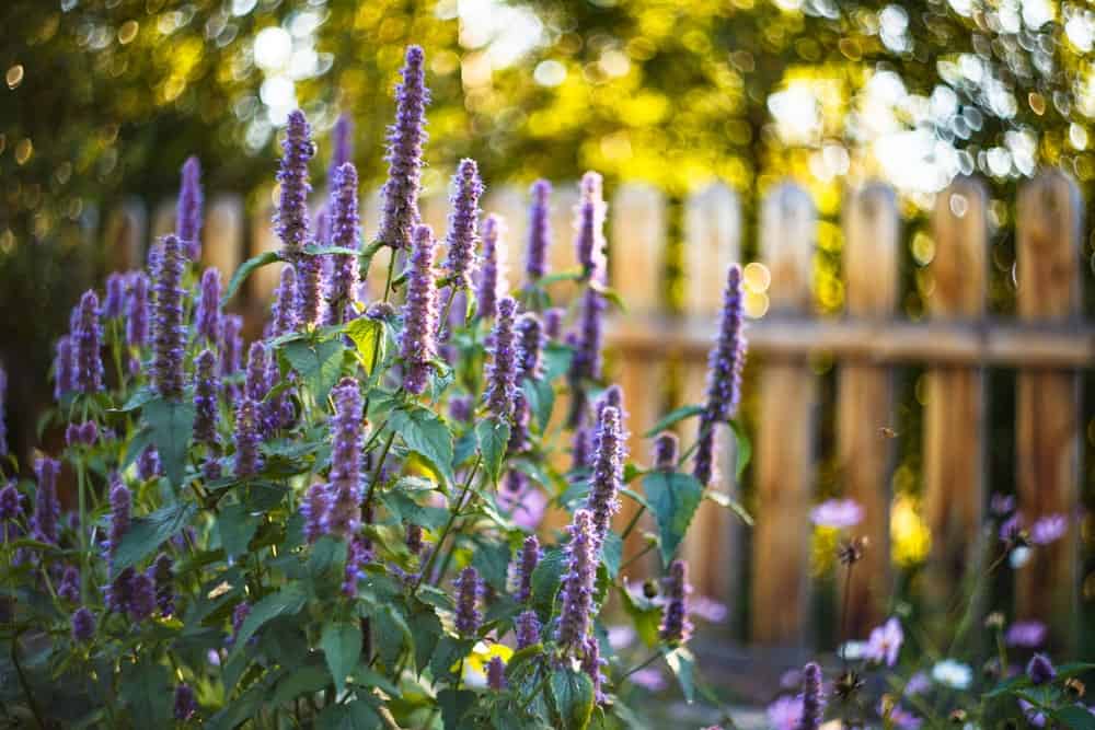 9 Different Types of Hyssop Flowers - Homeporio