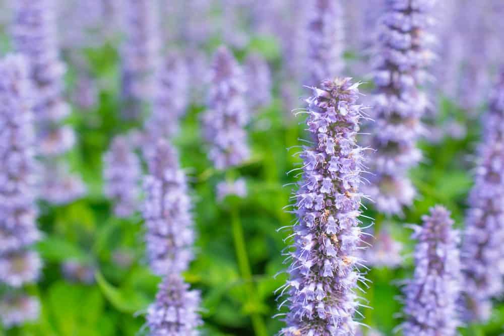 9 Different Types of Hyssop Flowers - Homeporio