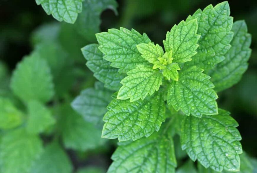 6 Different Types of Lemon Balm - Homeporio